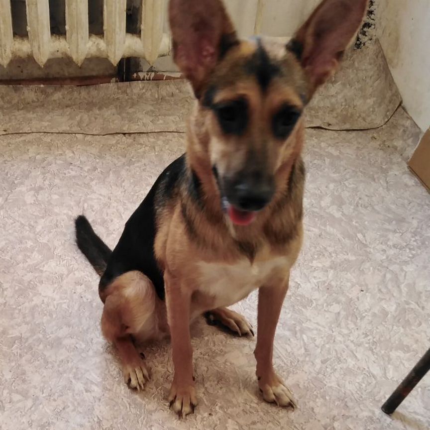 Щенок в добрые руки