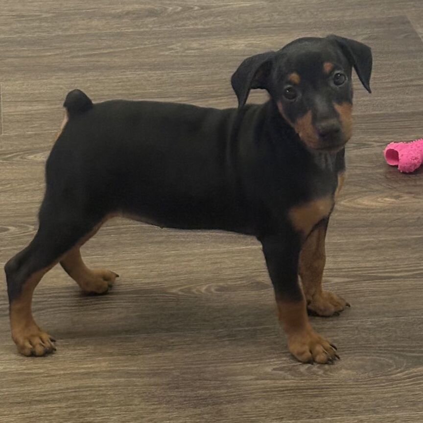 Цвергпинчер, щенок