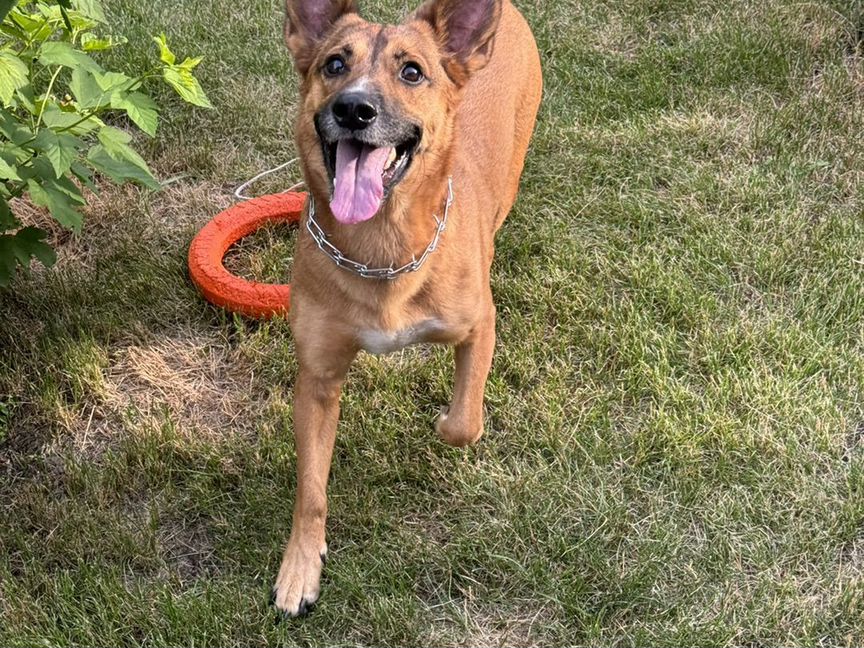 Ник ищет дом