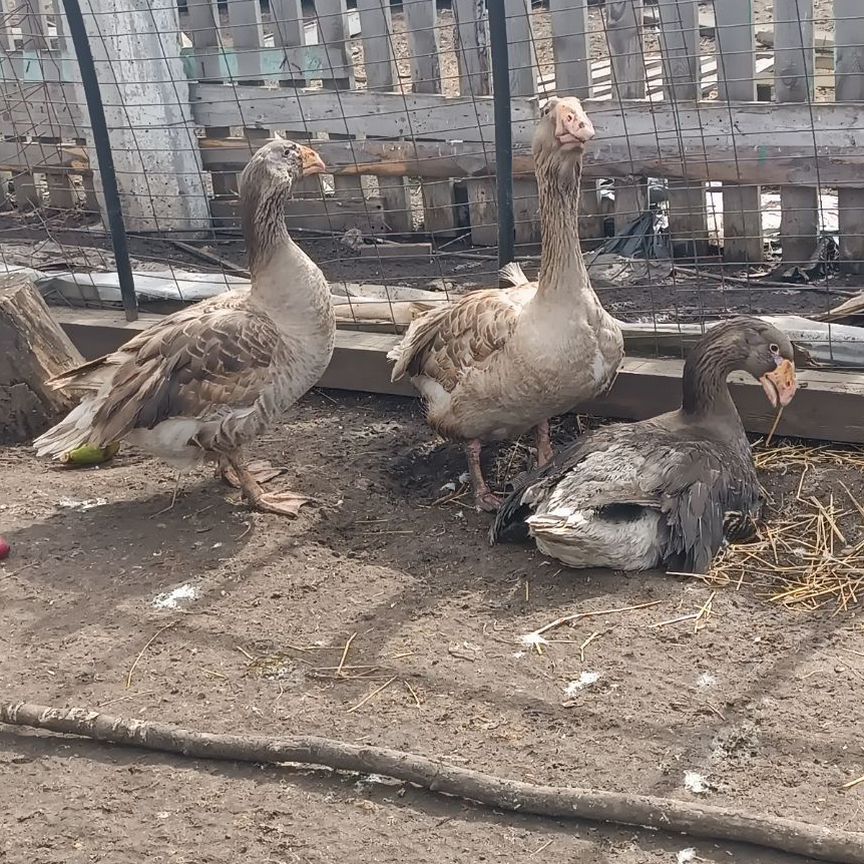 Тульские гуси