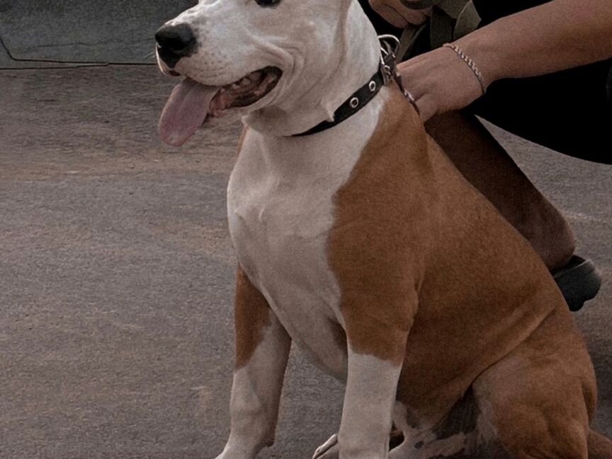 Стаффордширский терьер