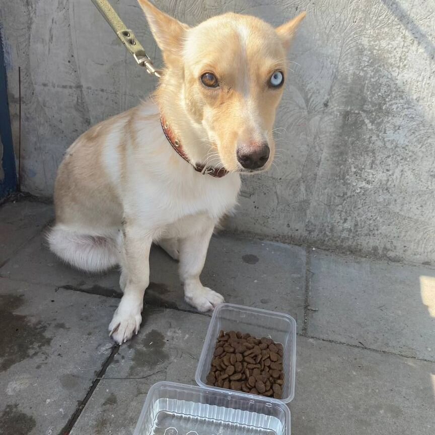 Собака в добрые руки отдам бесплатно