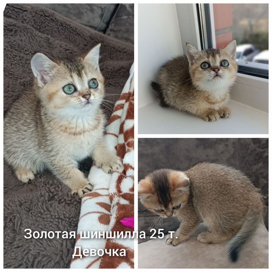 Плюшка британская