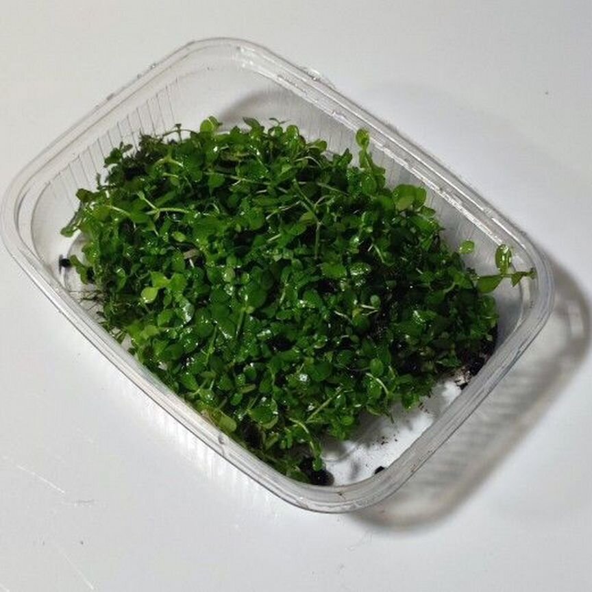 Хемиантус куба - Hemianthus callitrichoides Cuba р