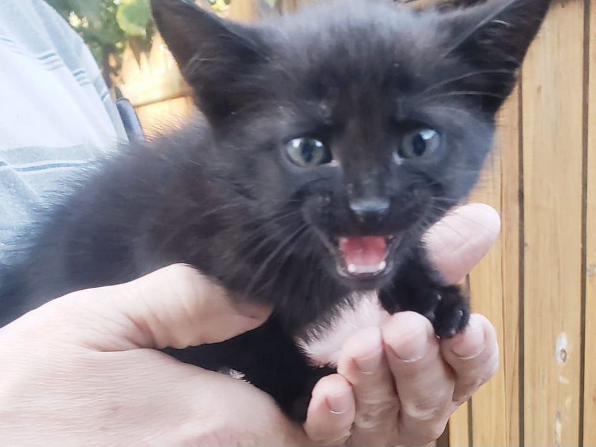 Котодевочка в добрые руки