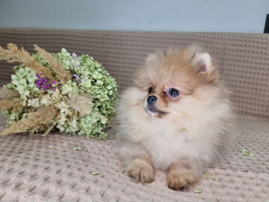 Померанский шпиц