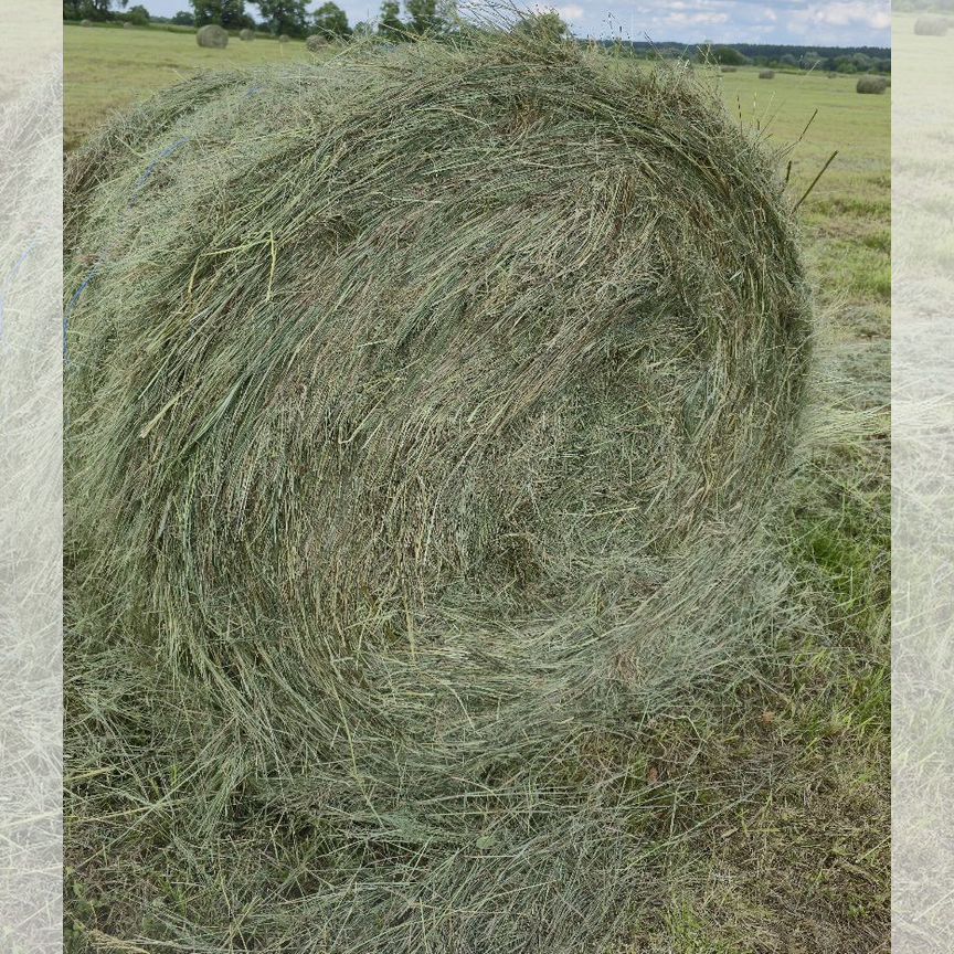 Сено