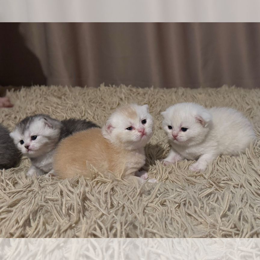 Британские котята
