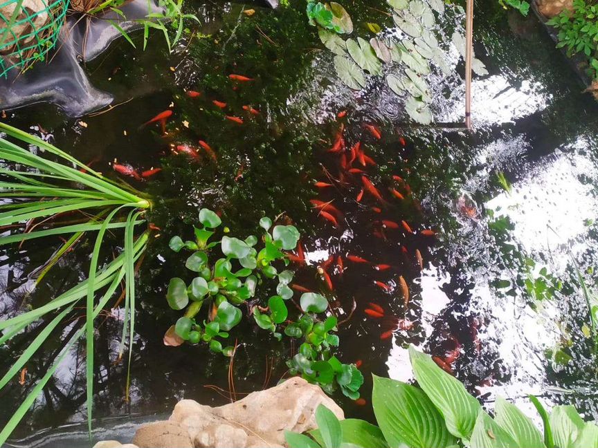 Рыбки "Комета" для прудов, озёр и аквариумов