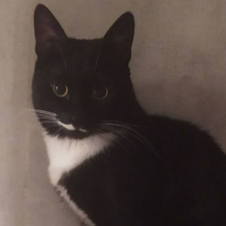 Коты в добрые руки бесплатно