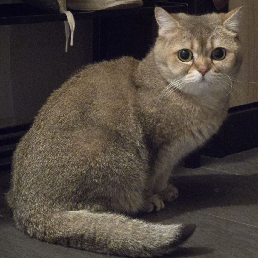 Шотландский прямоухий длинношёрстный, взрослый кот