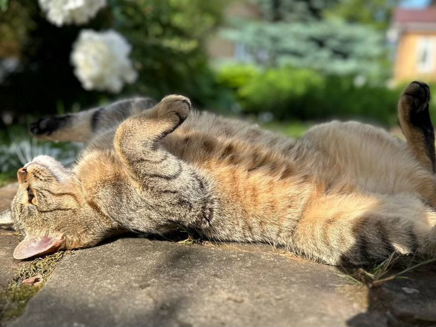 Кот пиксибоб