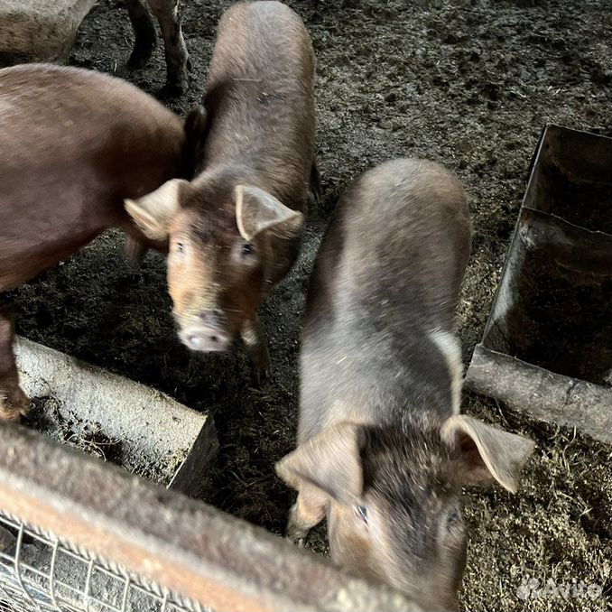 Поросята дюрок