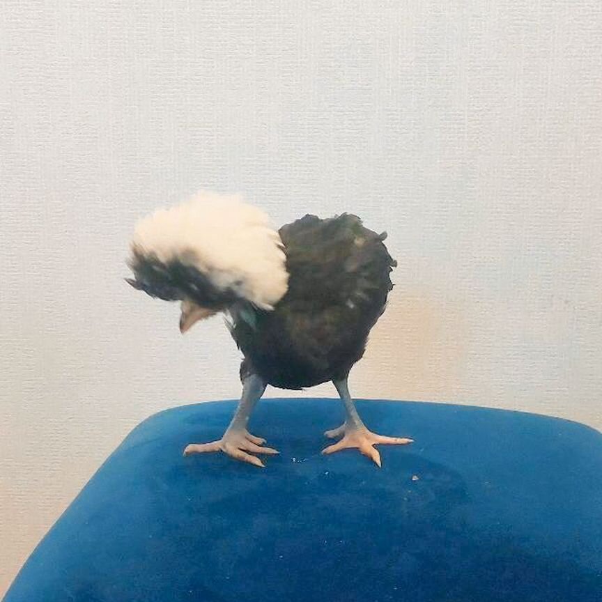 Голландские хохлатые куры