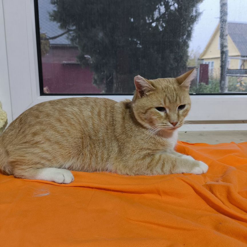 Кот Манго