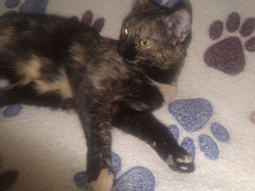 Найдёныш ищет дом