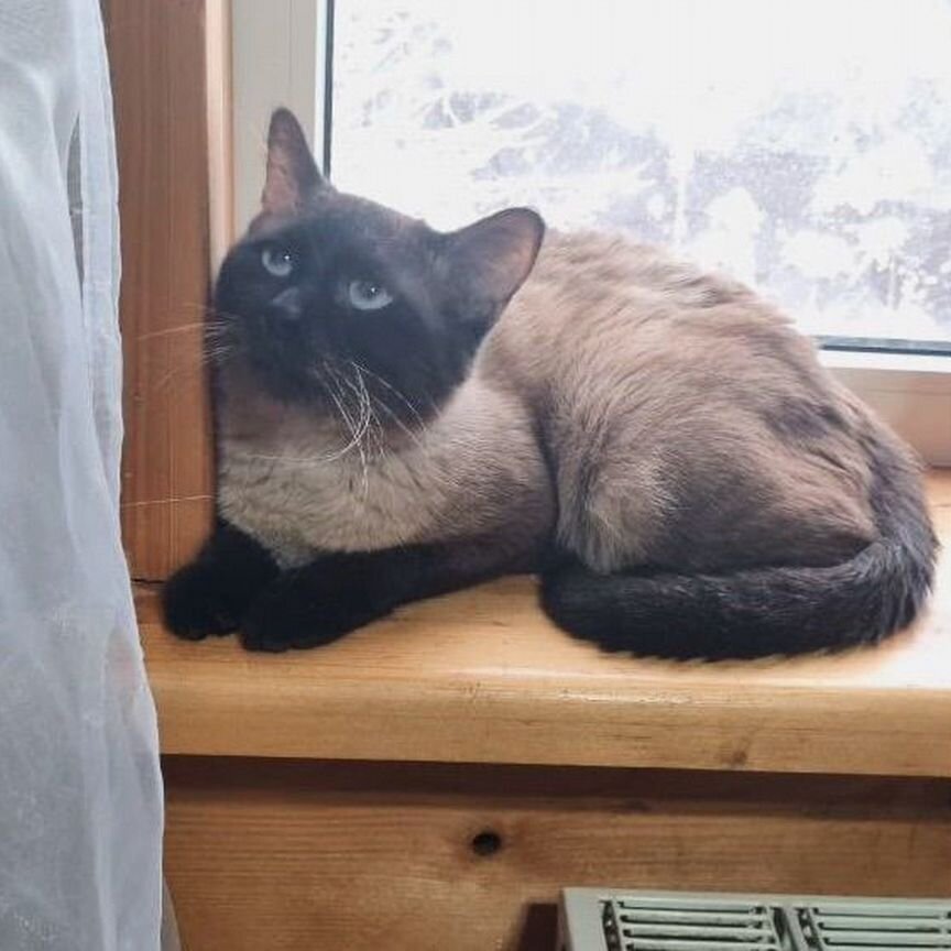 Преданный сиамский ручной кот