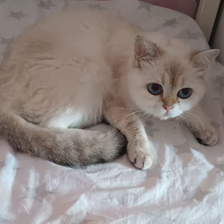 Шотландская кошка