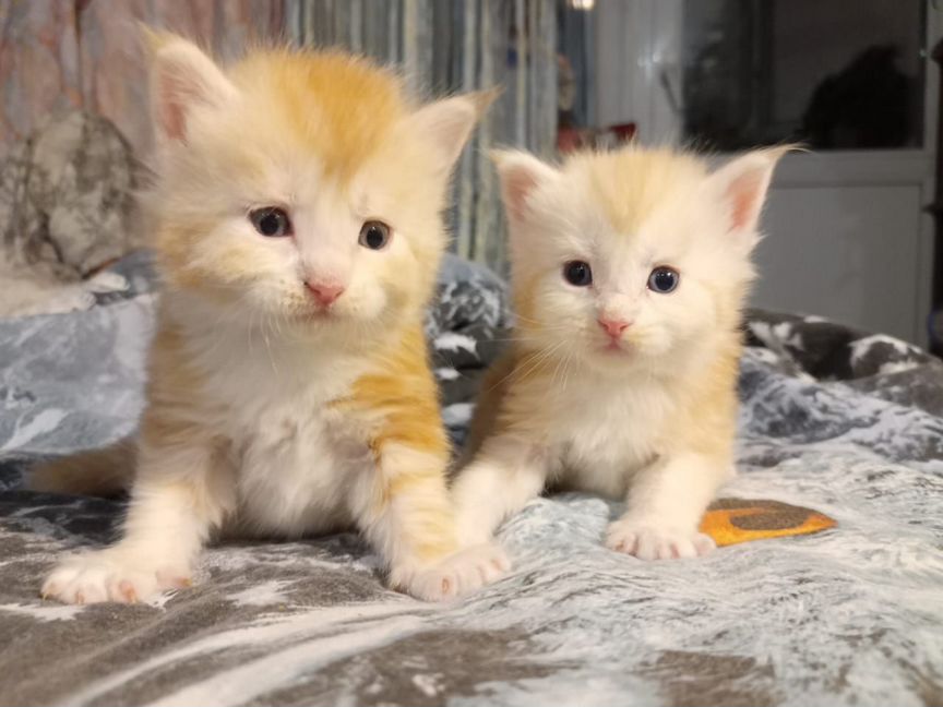 Мейн-куны для резерва