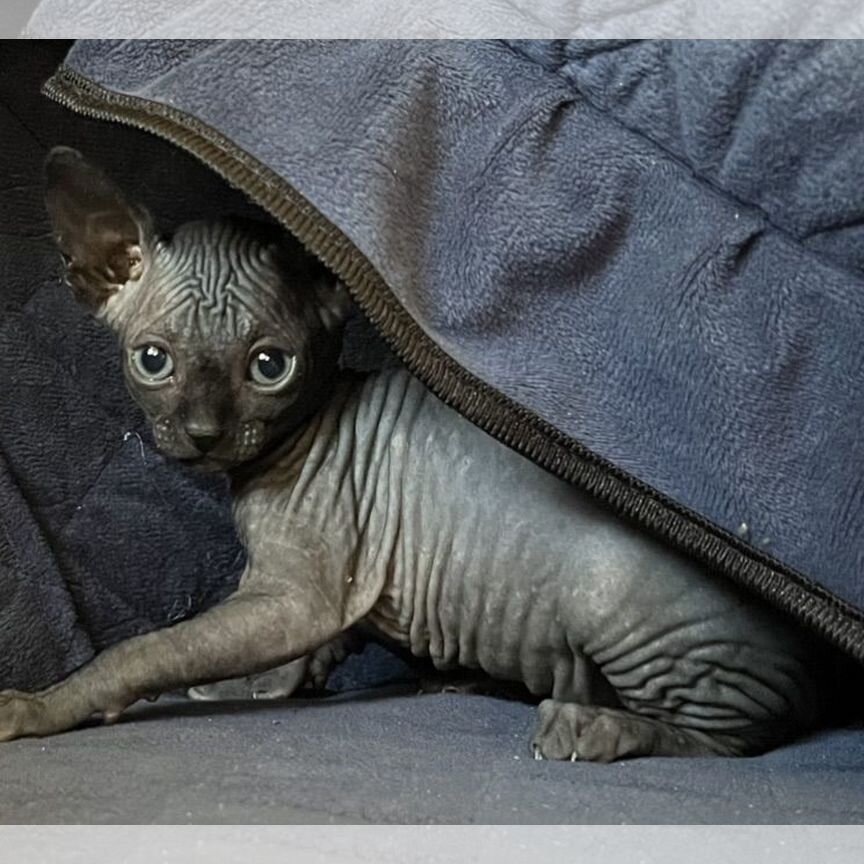 Канадский сфинкс котенок