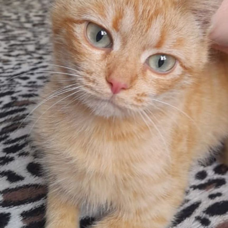 Зеленоглазое чудо