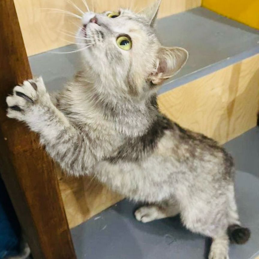 Кошка Буся