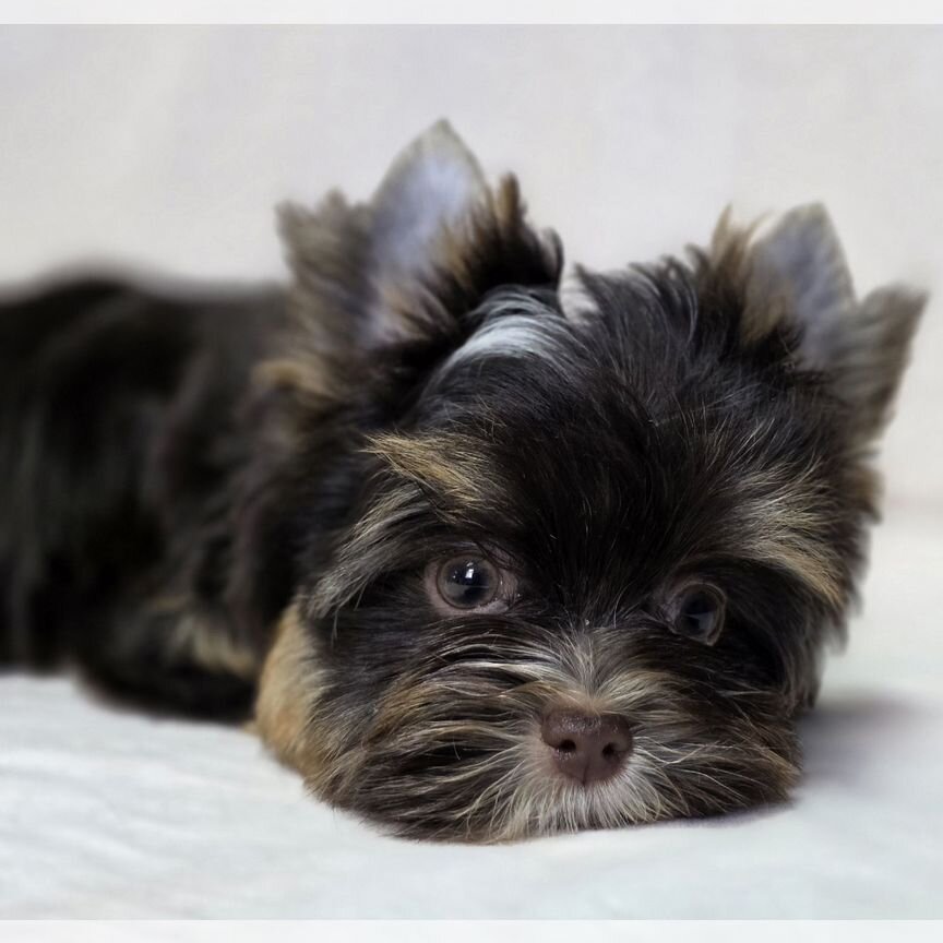 Бивер-йоркширский терьер, щенок