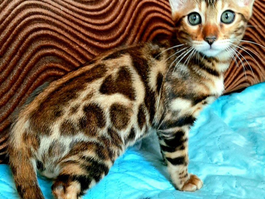 Бенгальские чистокровные котята