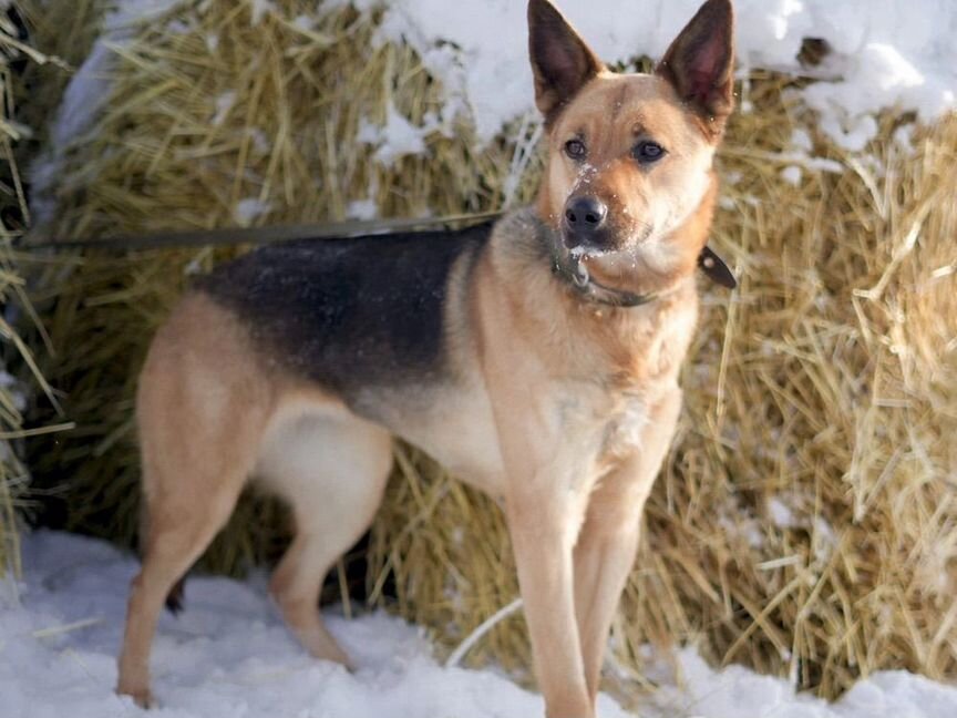 Собаку пытался убить хозяин. Нужен дом