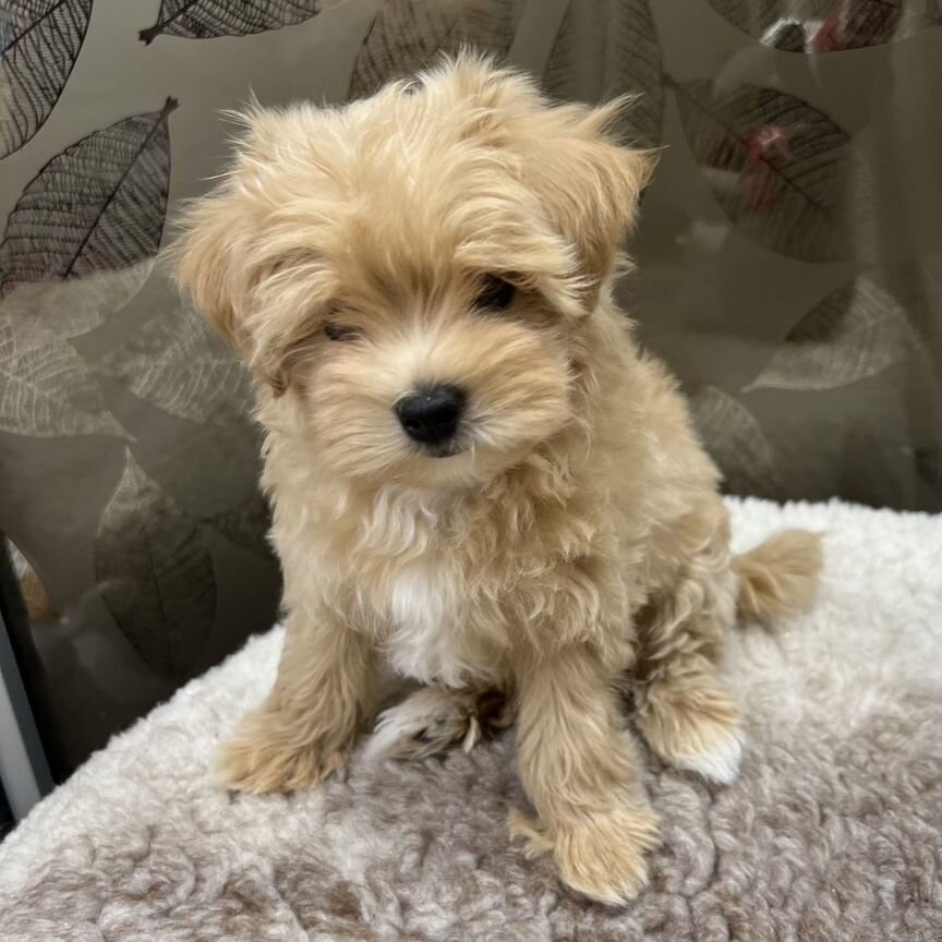 Щенки мальтипу f1 мини крови Корея беби фейс