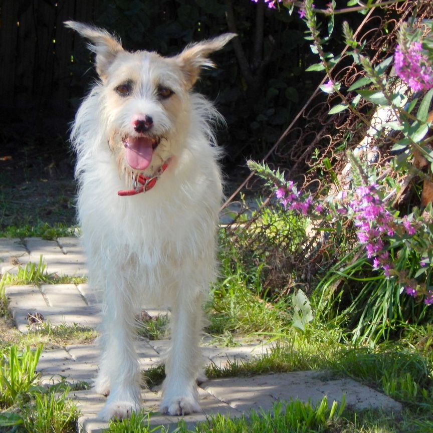 Молодая красивая собака ищем дом/передержку