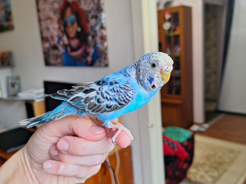 Волнистый попугай с клеткой