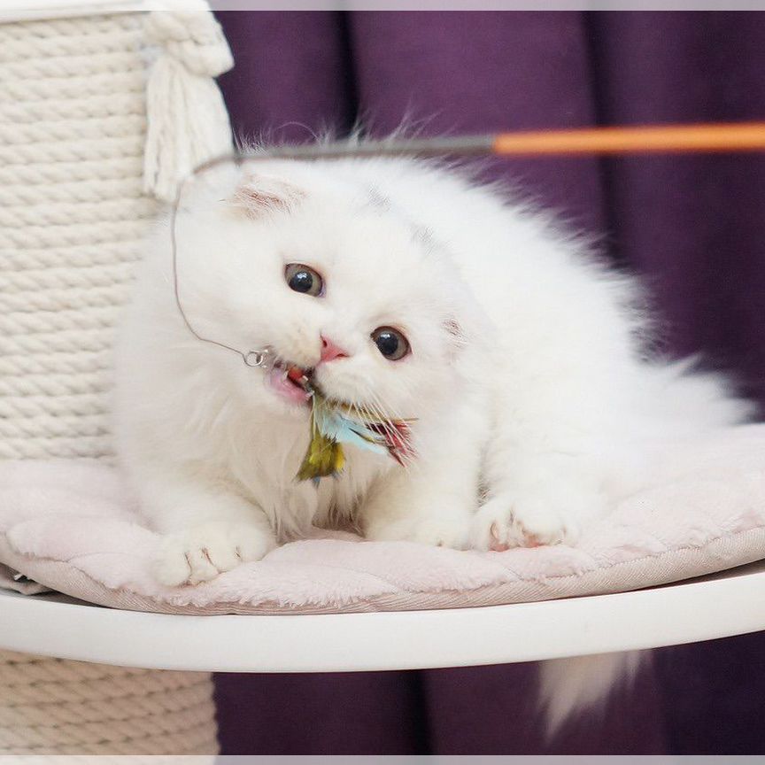 Шотландские вислоухие котята