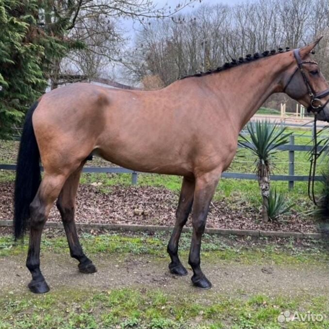 Мерин Бельгийский теплокровный