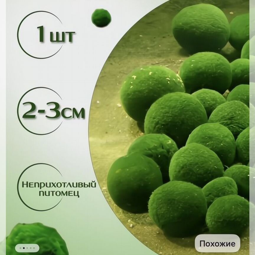 Водоросль Маримо Кладофора для аквариума