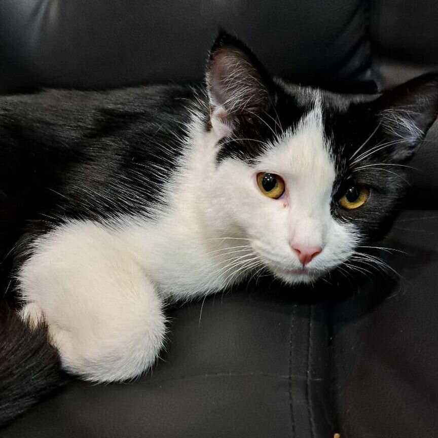 Кот