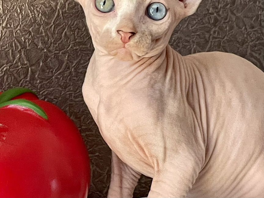 Эльф кошечка белая разные глаза редкость