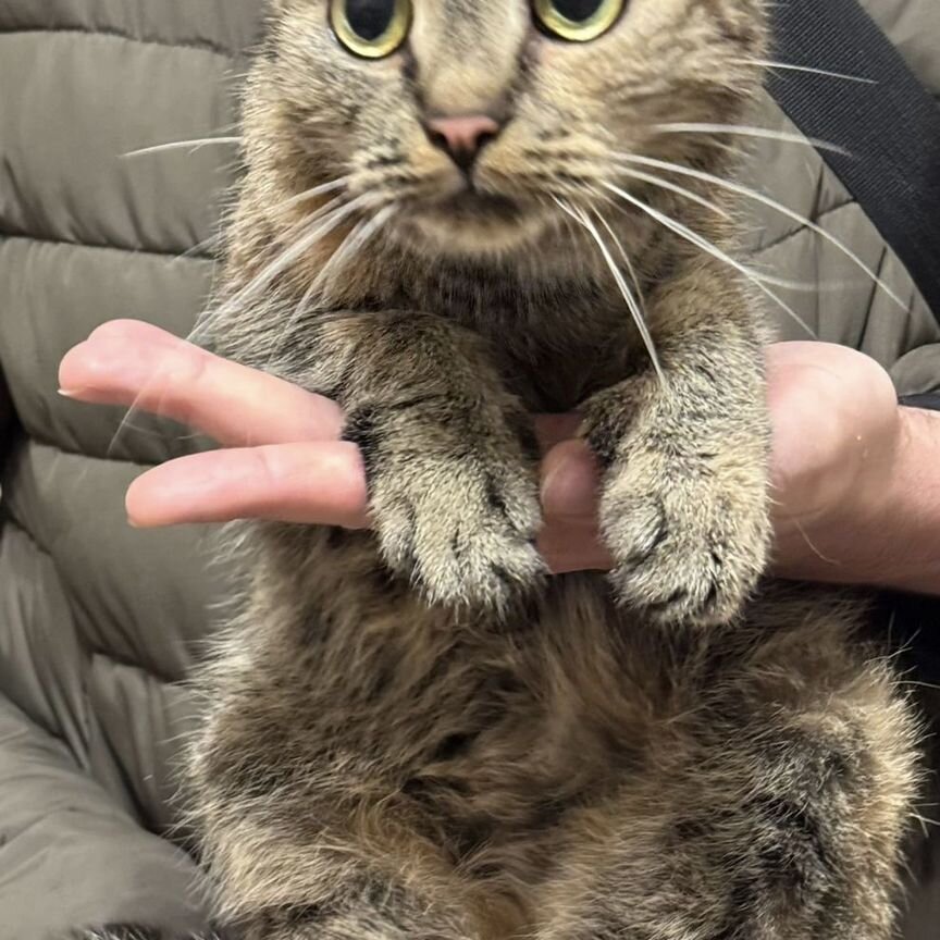 Кошечка вислоухая в добрые руки