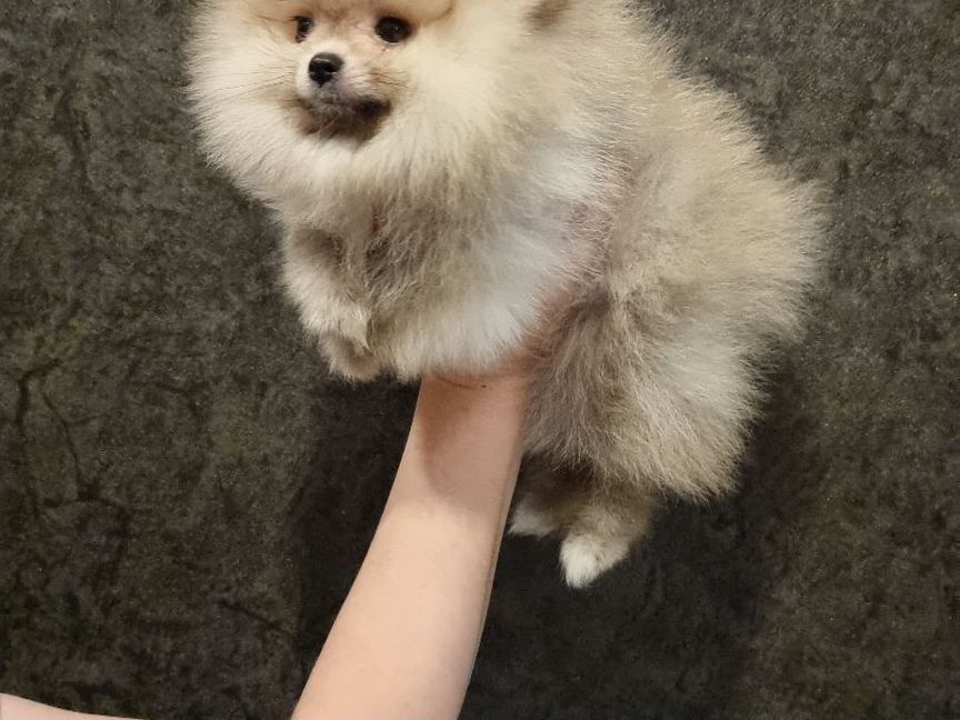 Очаровательный Микки