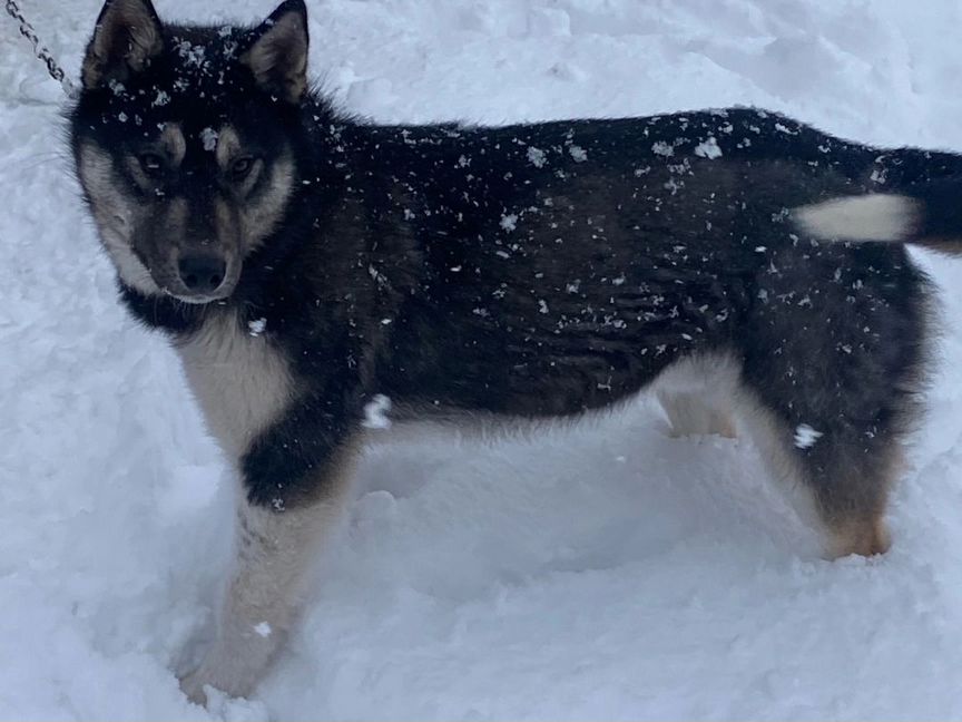 Собака в добрые руки отдам бесплатно