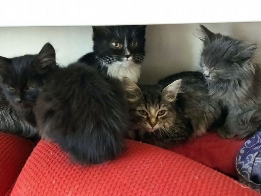 Котята
