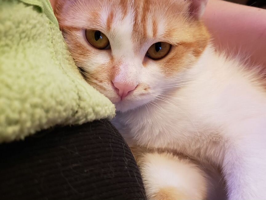 Котик Кусь