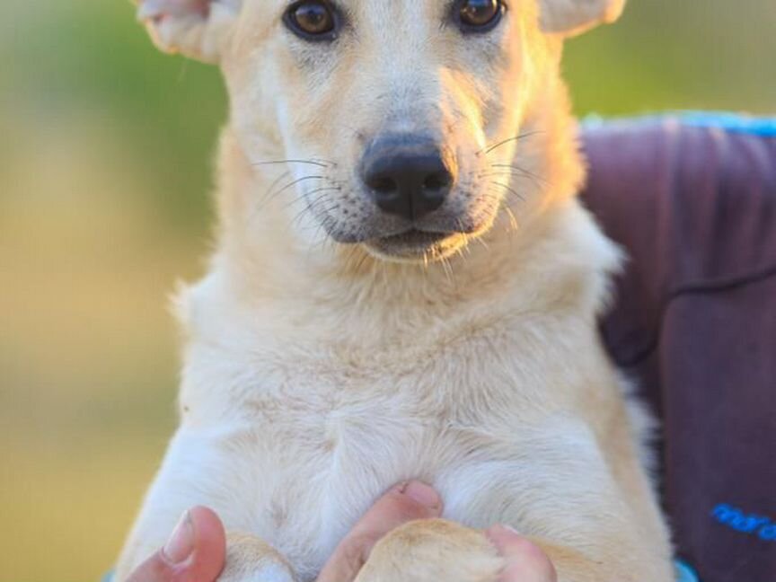 Собака в добрые руки