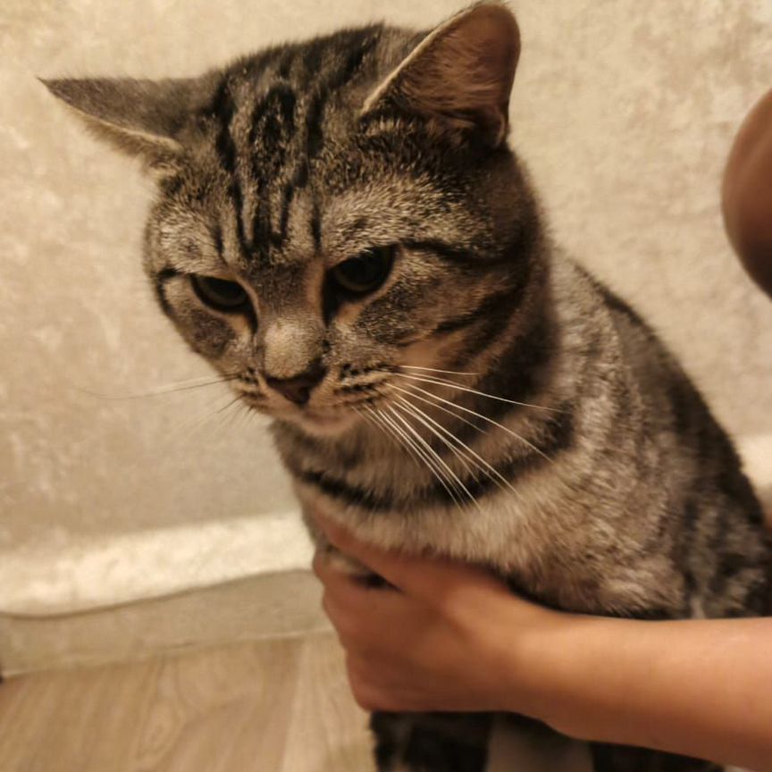 Шотландский прямоухий длинношёрстный кот, взрослый