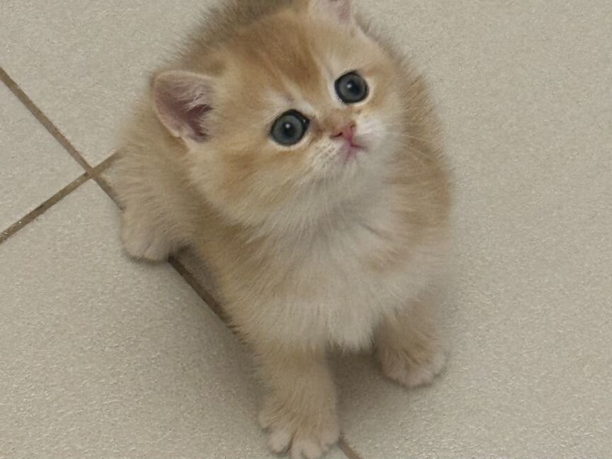Британский котенок