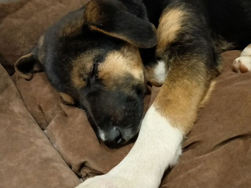 Нашли щенка, крупный мальчик, нужен дом