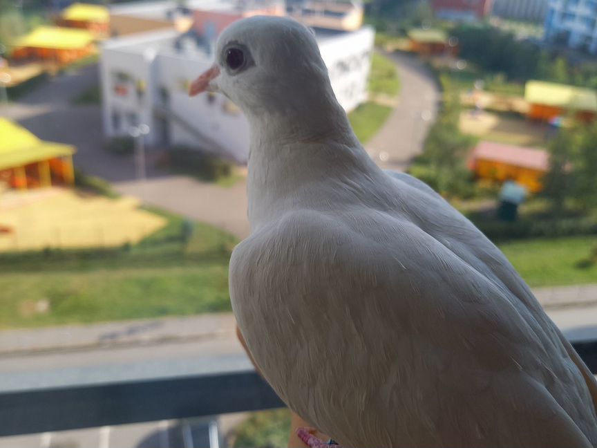 Горлица домашняя(комнатная)