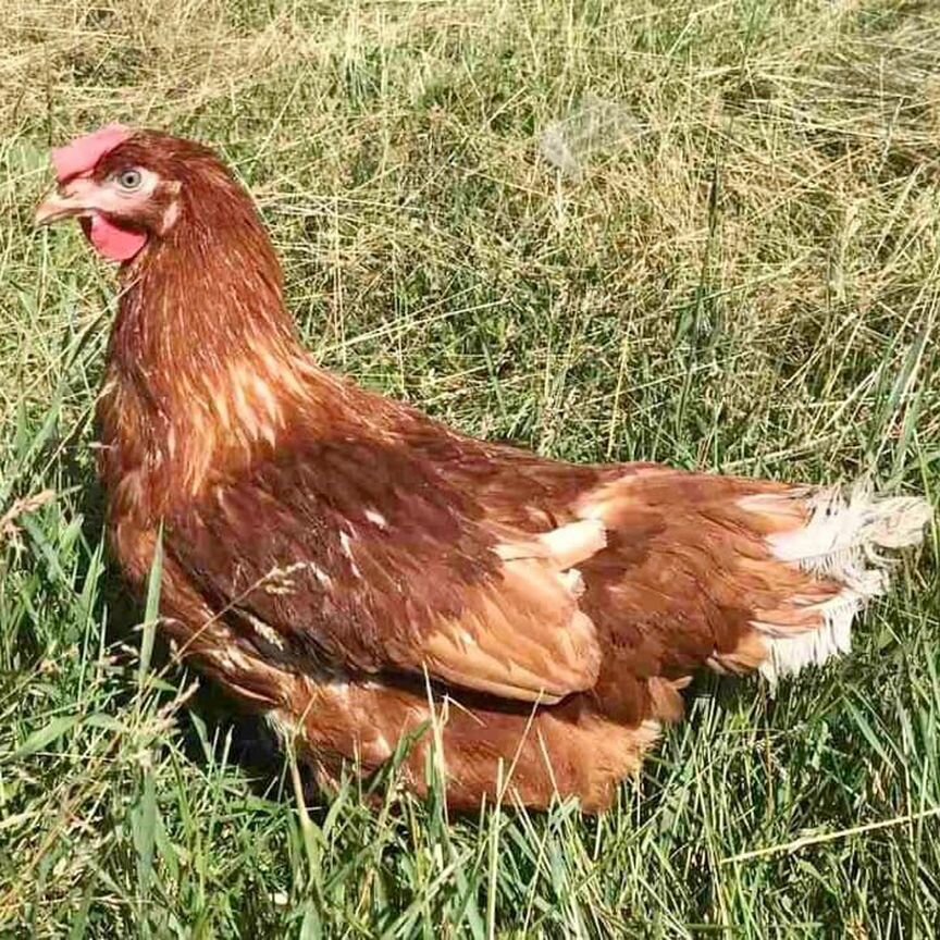 Несушка Ломан Браун