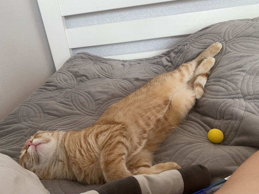 Кошка Бусинка