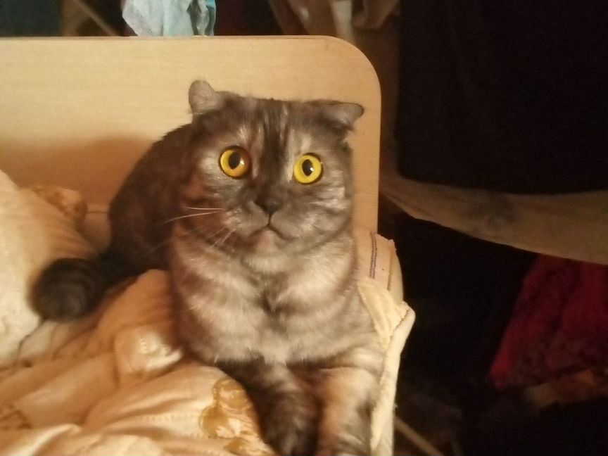 Шотландская вислоухая кошка бесплатно